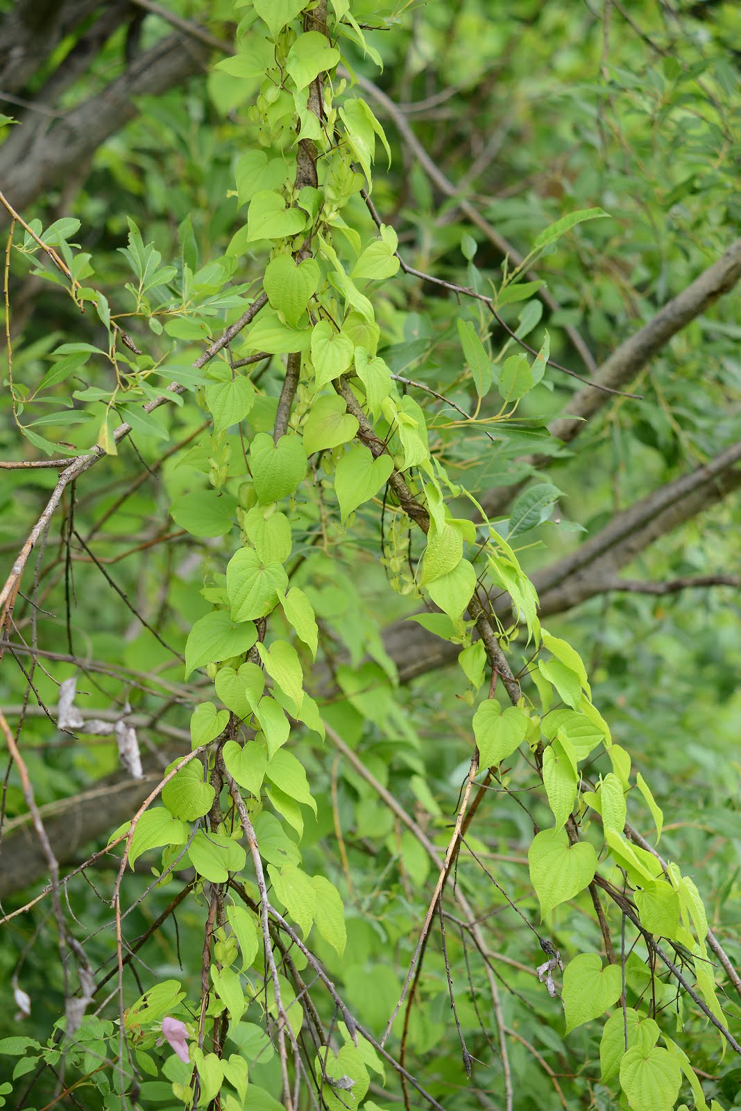Indiana Plant A Day: Wild Yam