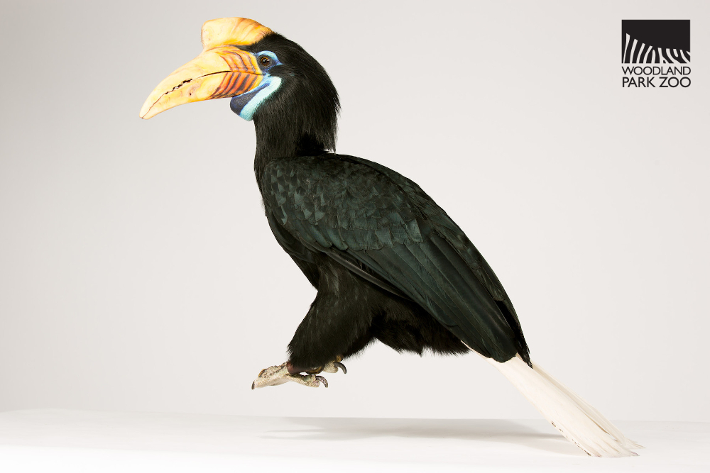 Meet the all-star ambassador animals