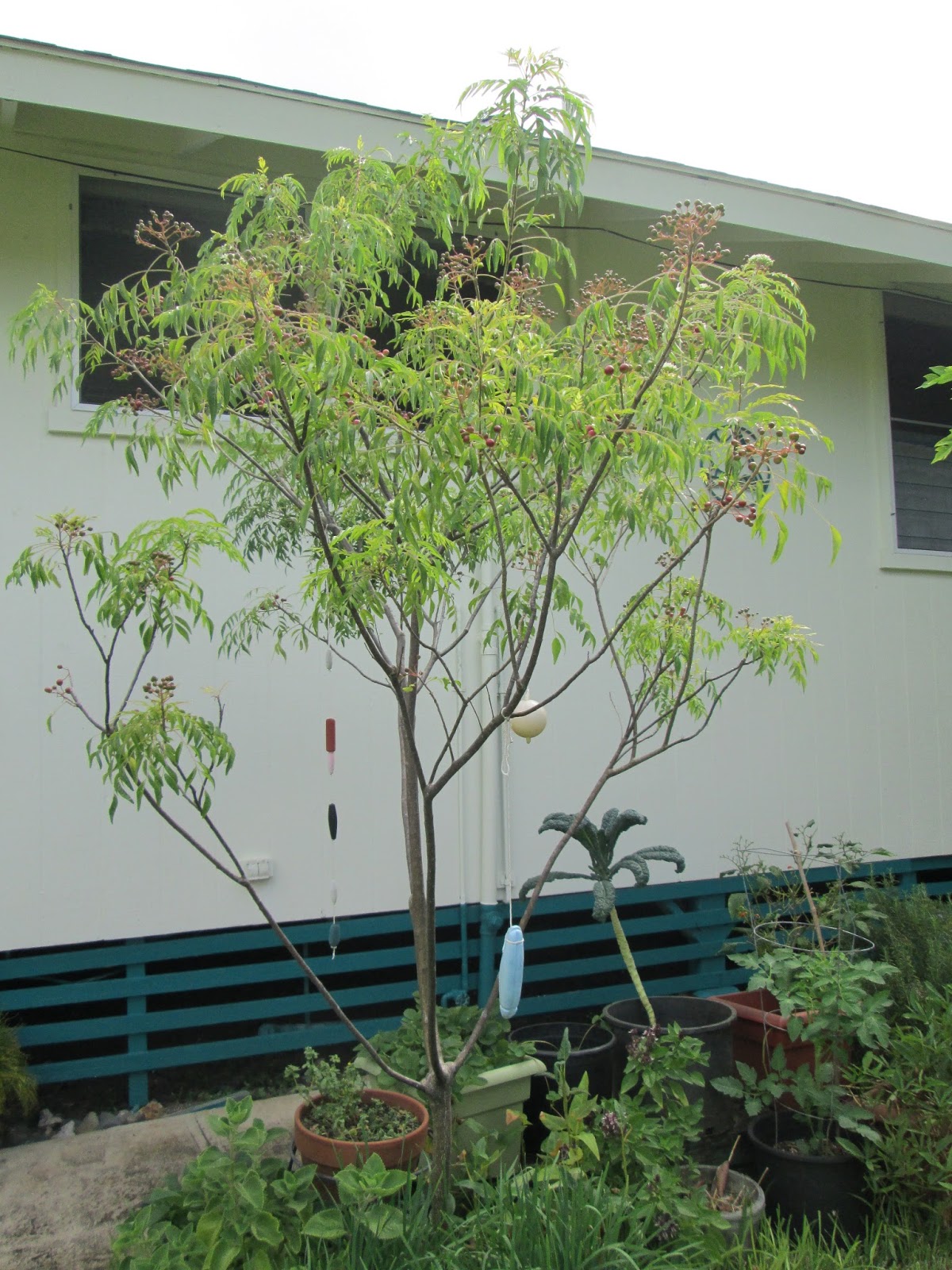 Garden Notes from Hawaii: CURRY LEAF TREE (Murraya koenigii)