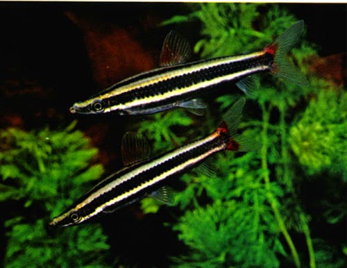 HEADSTANDER FISH photos - wallpapers | the fun bank