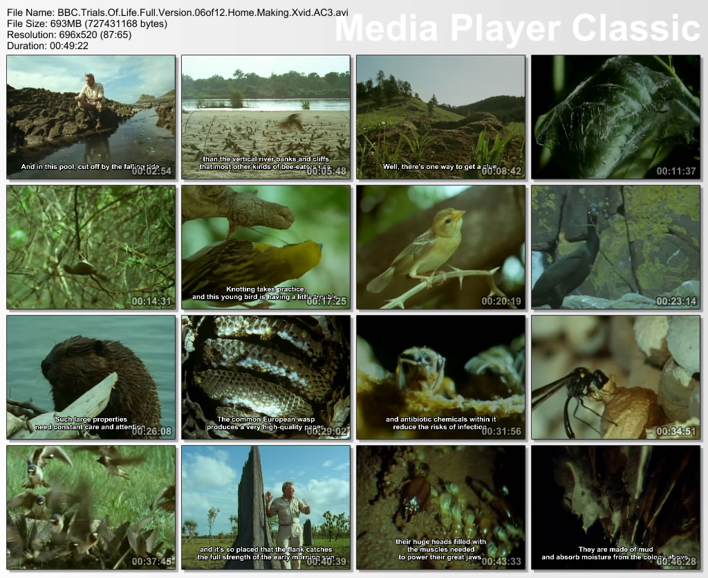 BBC Natural World Documentary Review: Trials of Life - attenborough's ...