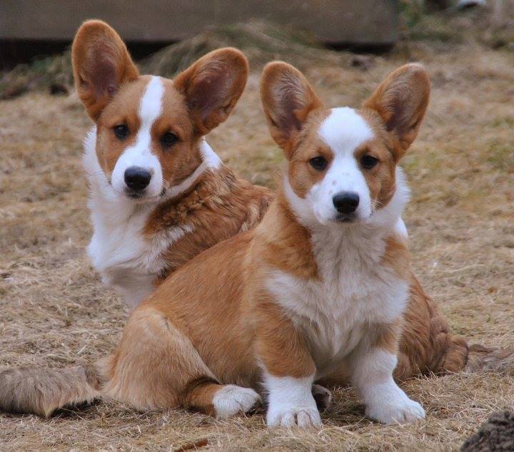 Cardigan Welsh Corgi UK: ..Red Wednesday