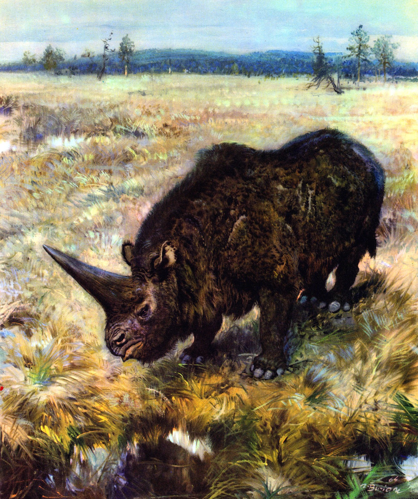 Elasmotherium - JungleKey.fr Image