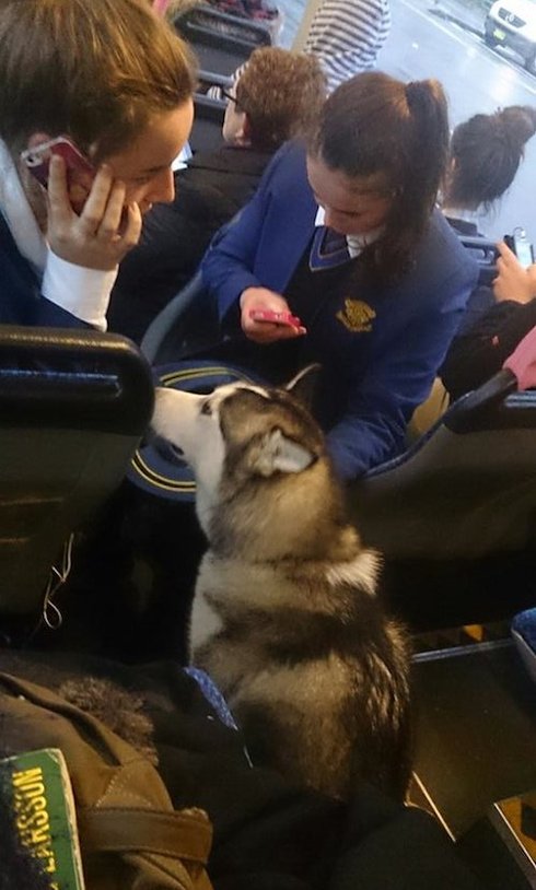 White Wolf : Bus Driver in Australia stops bus in heavy traffic to ...
