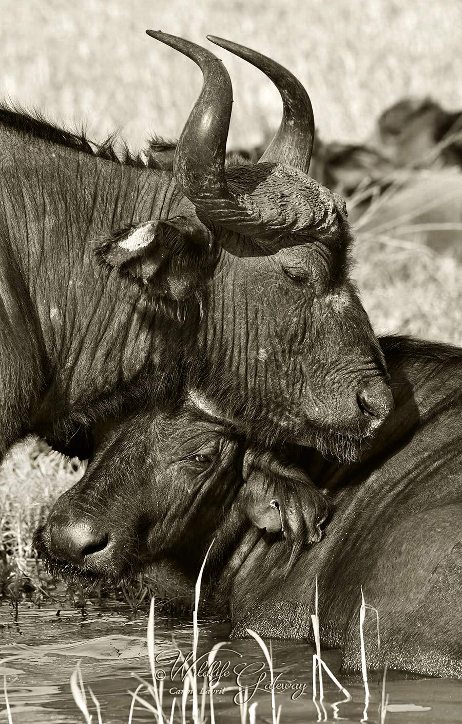 WILDLIFE GATEWAY: Au fil des eaux ougandaises