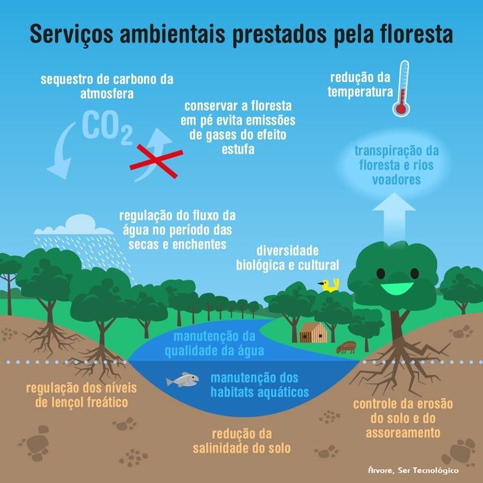 BIBOCA AMBIENTAL : REFLORESTAMENTO