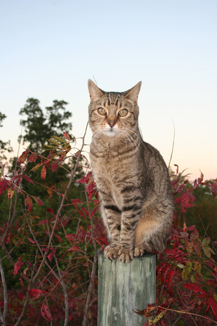 Zašto su neke mačke "tigraste", a neke ne? - Nauka govori