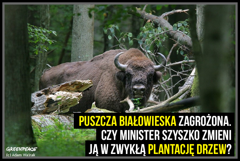 Beszamel i spółka bez ograniczeń: Rodzina Caviidae - kawiowate ...