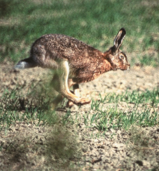 Samm-sammult tarkuse poole: Valmid