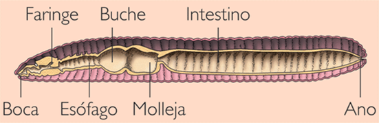 Ciencias de Joseleg: Digestión en los anélidos