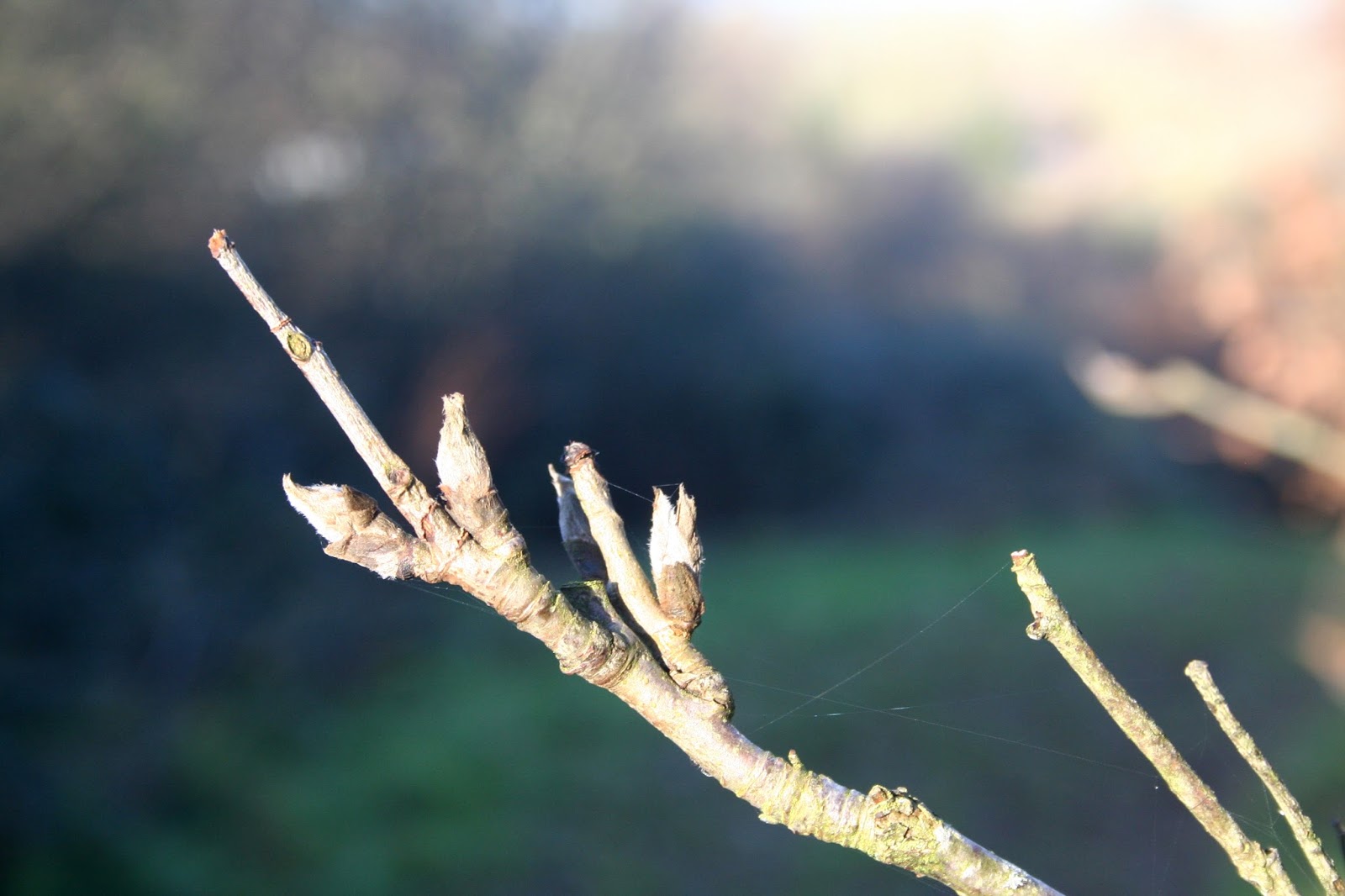 Filnore Woods Blog: Tree ID 6: Rowan buds
