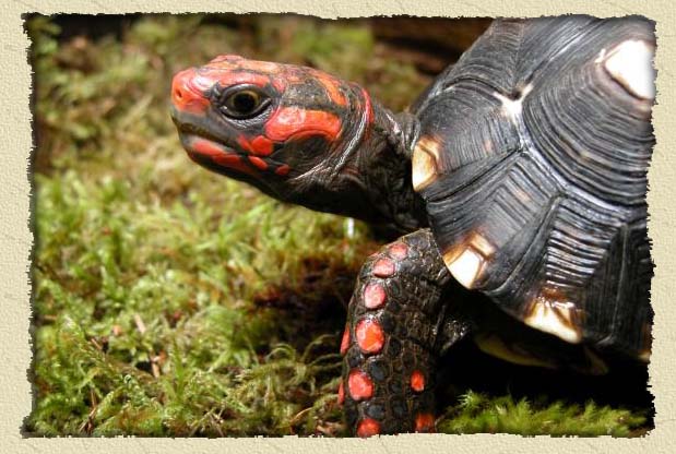 Red Foot Tortoise Care Sheet ~ Tortoise Types