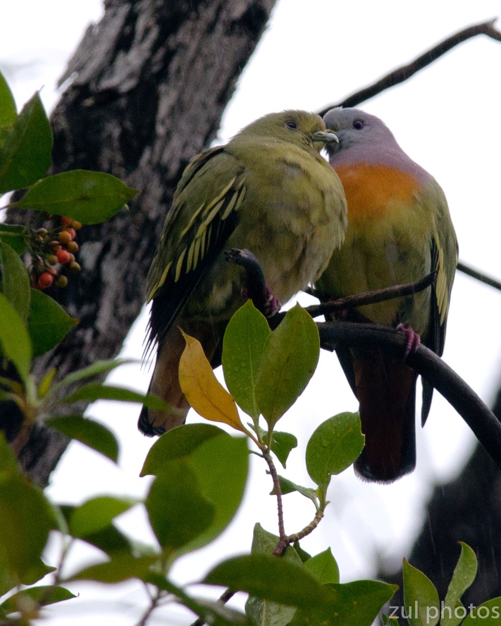 Zul Ya - Birds of Peninsular Malaysia: Burung Punai Dan Pergam ( Pigeon )
