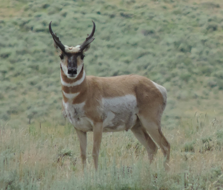 Sandy Scott Art: #684 In the field: Pronghorn Antelope and Sage Grouse