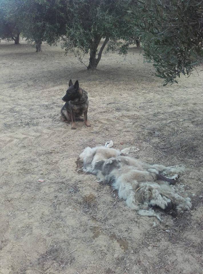 ΦΟΛΕΣ ΚΑΙ ΝΕΚΡΑ ΖΩΑ ΒΡΗΚΑΝ ΣΤΗΝ ΕΛΙΑ ΧΕΡΣΟΝΗΣΟΥ ΚΑΙ ΣΤΟΥΣ ΑΡΜΕΝΟΥΣ ...