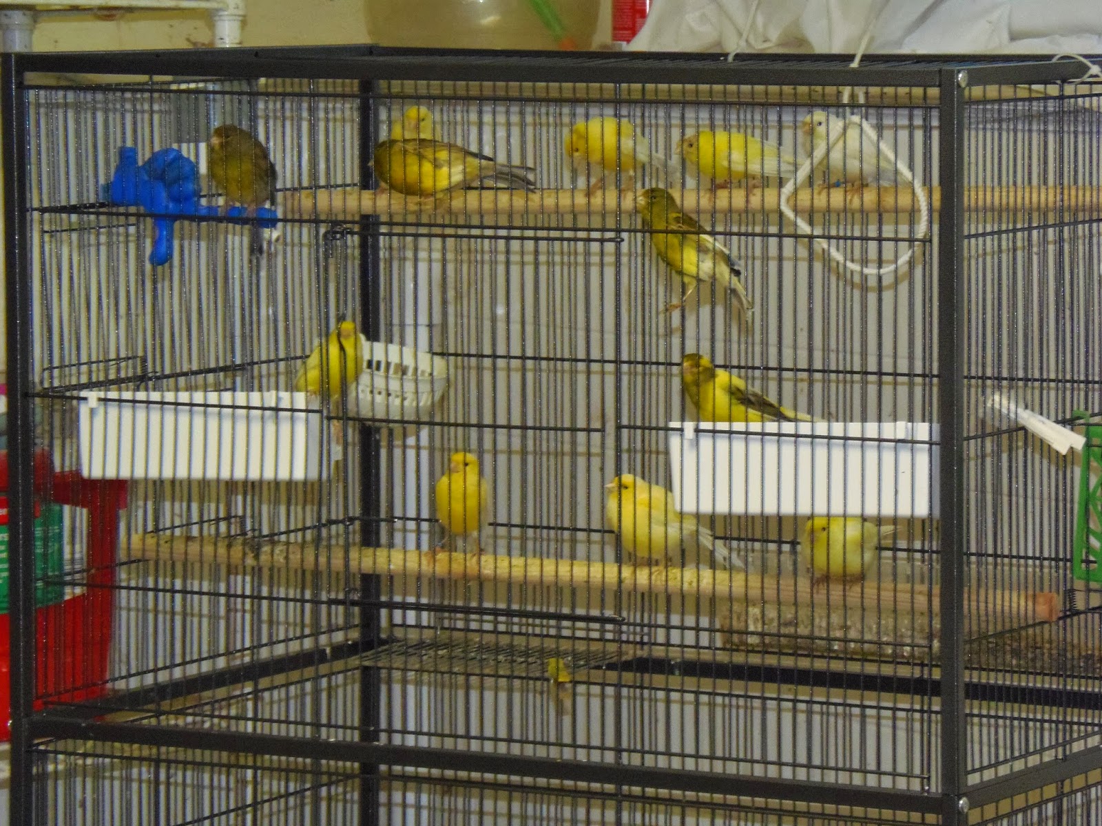 Suburban Canary - Song Birds: My Aviary