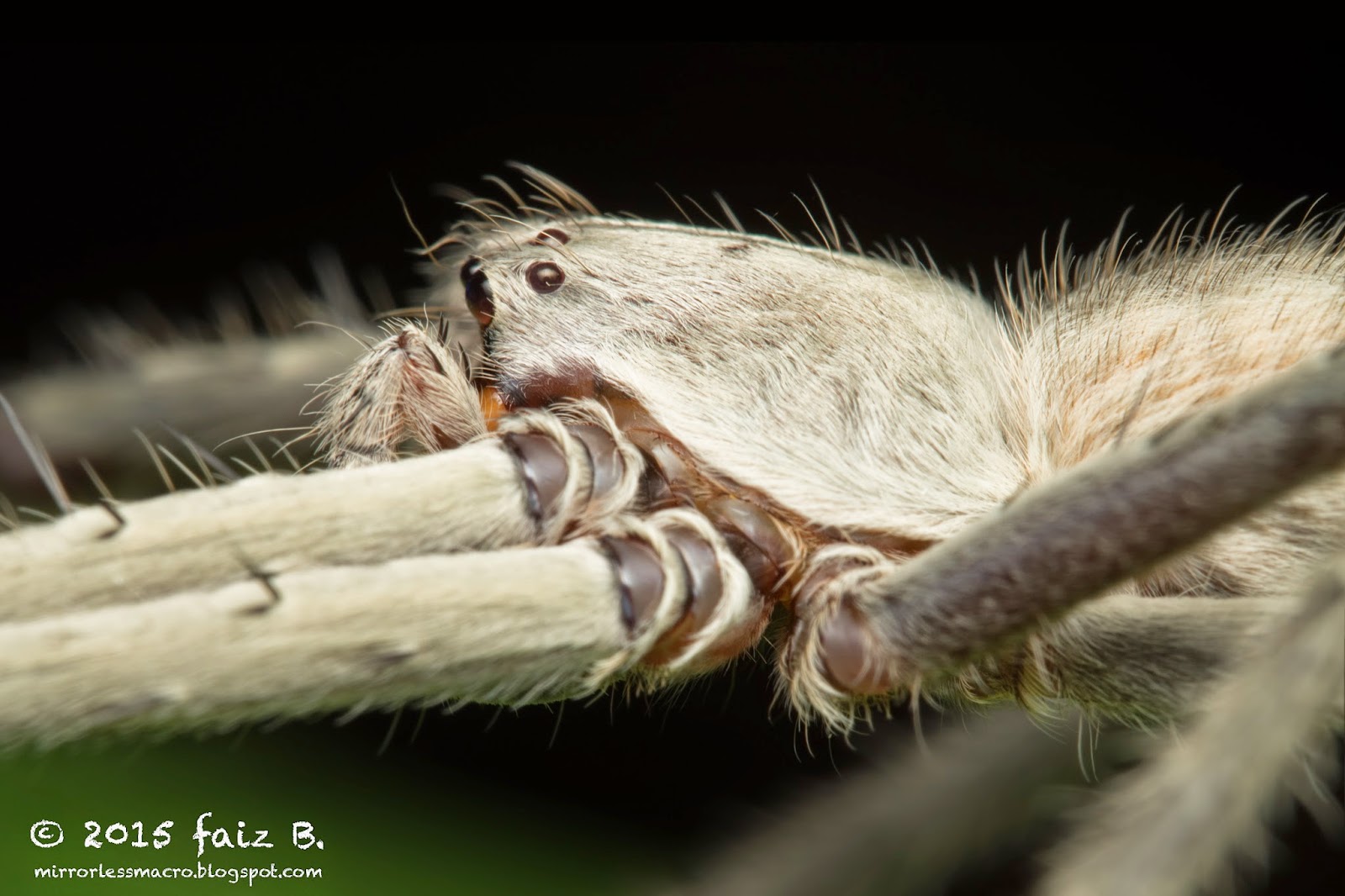 Mirrorless Macro Photography: The Best of Pulau Ubin - Part 1