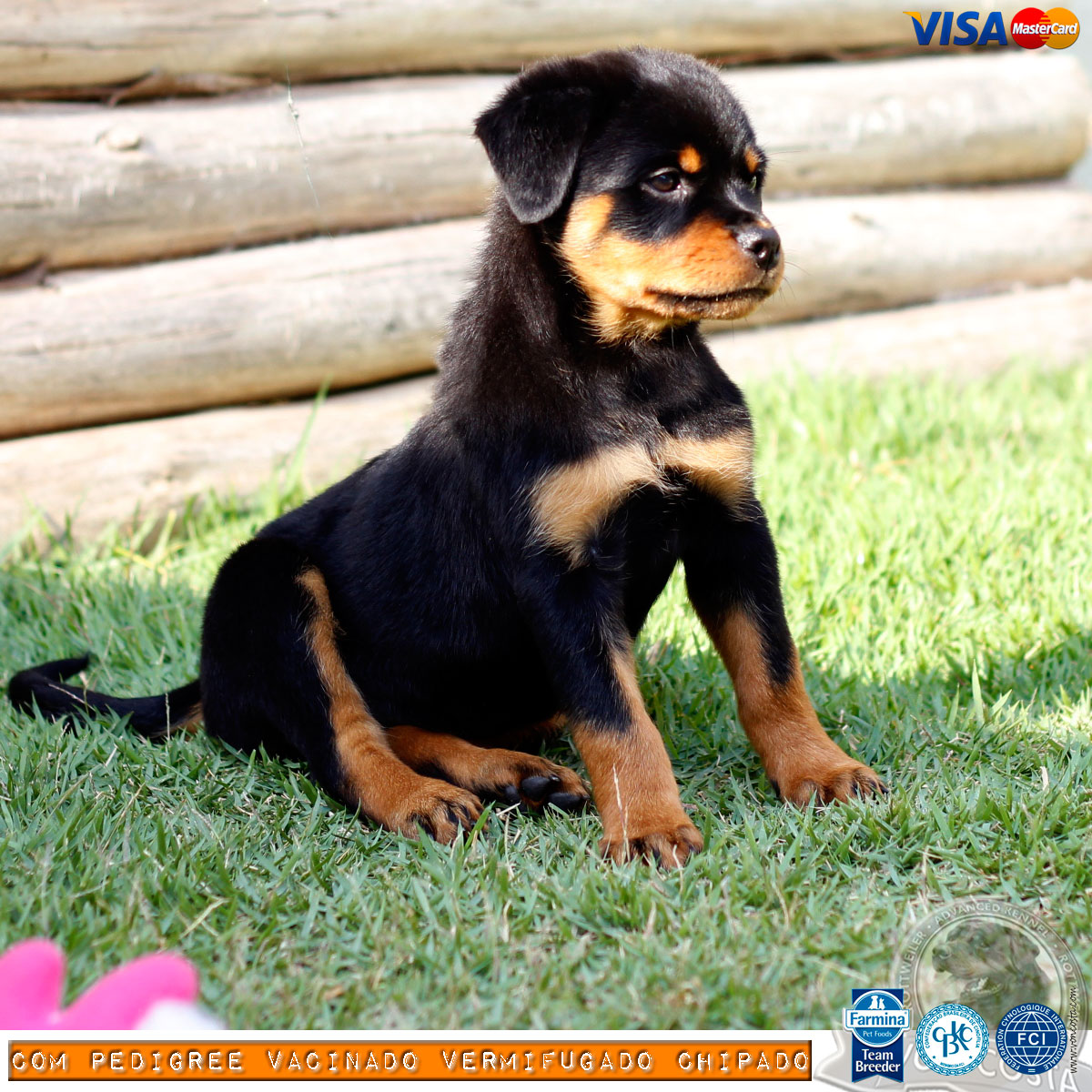 Filhote de Rottweiler