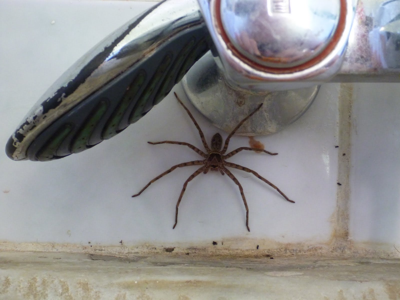 Guigui in Run: Ou se cache la babouk aujourd'hui???