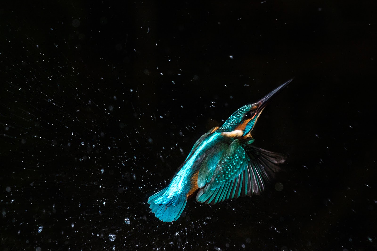 Rubén Cebrián - Fotografía de naturaleza