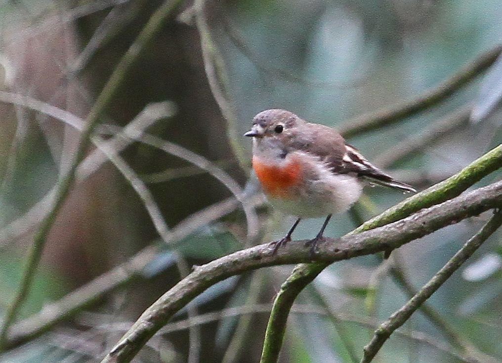 Richard Waring's Birds of Australia: Variety of Victorian bird photos