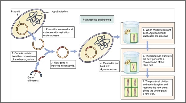 BIOLOGI GONZAGA: TRANSPLANTASI GEN-TEKNIK PLASMID