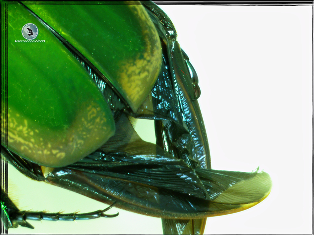 Microscope World Blog: June Bug Under the Microscope