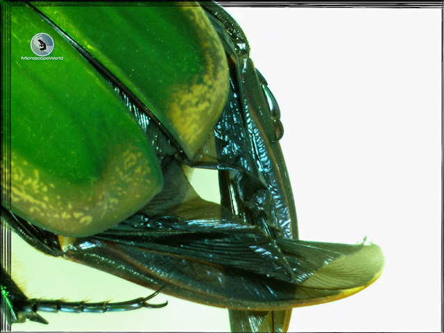 Microscope World Blog: July 2016