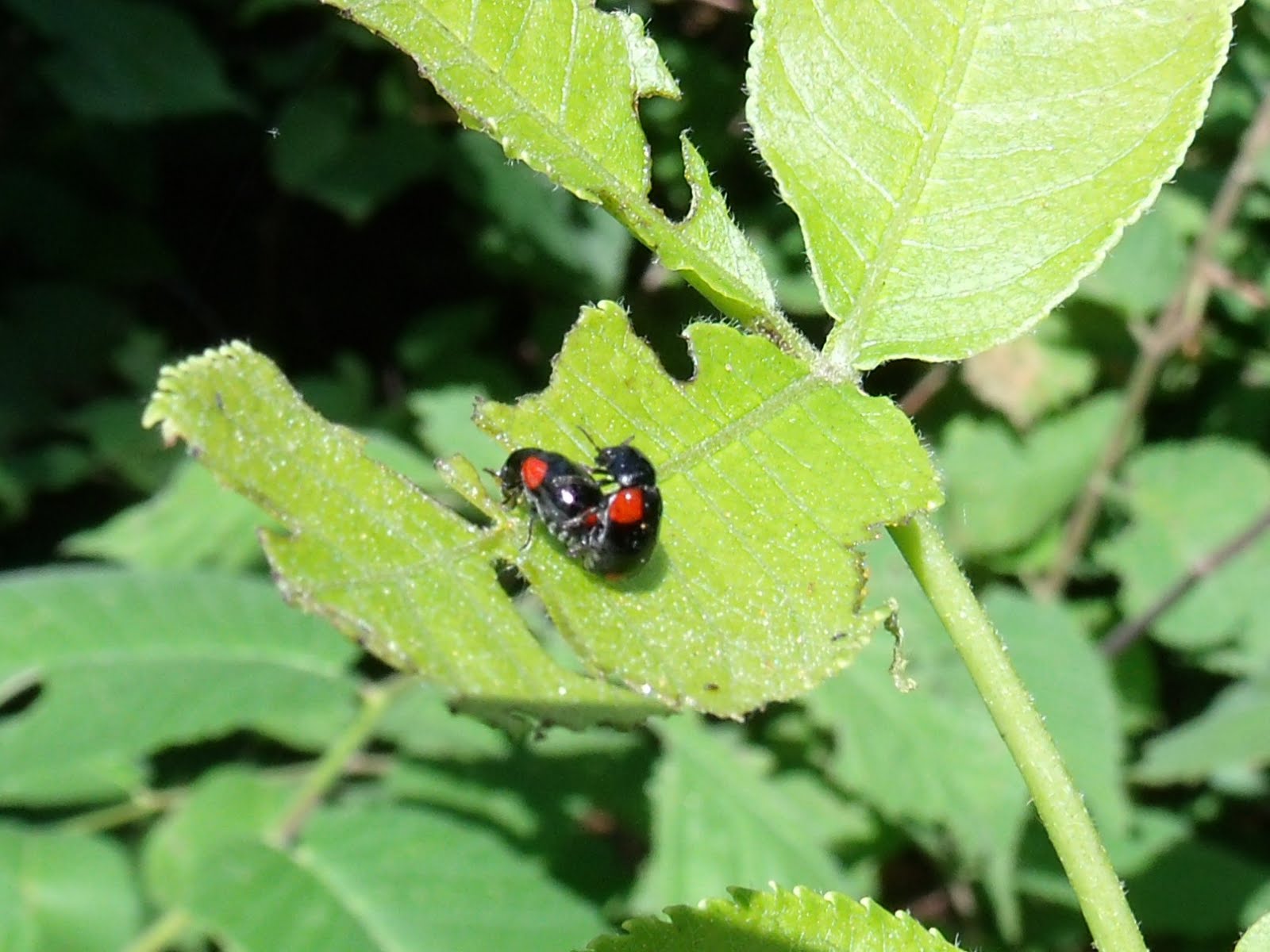 Indy Parks Nature Blog: Interesting Illinois Insects (and other stuff)