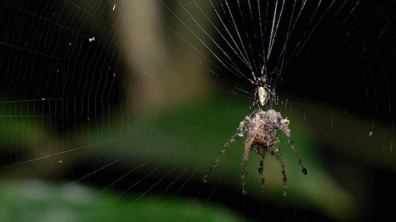 Nothing To Do With Arbroath: Tiny puppeteer spider observed building ...