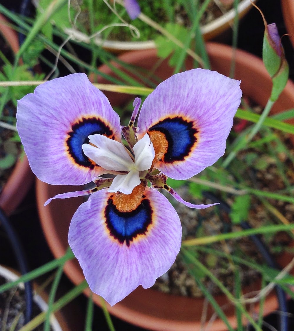 Growing Cool Plants: Moraea villosa Color Forms