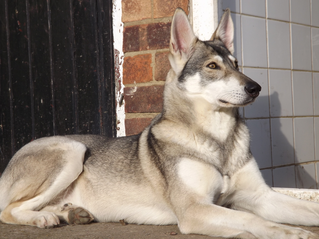 A Northern Inuit Dog