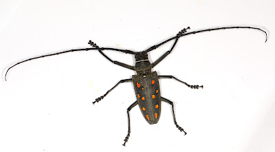 BunyipCo: Long-horns