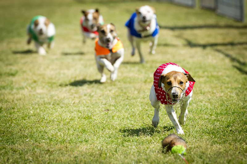 PetFest 2016 Merrylands - September 11 | Australian Dog Lover