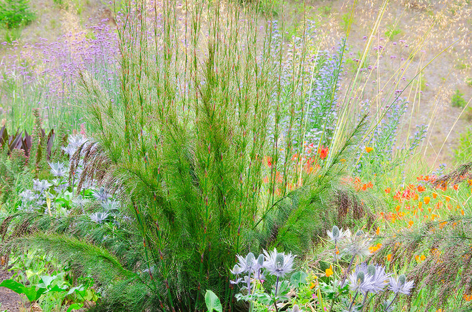 Linda Cochran's Garden: Restios In My New Garden