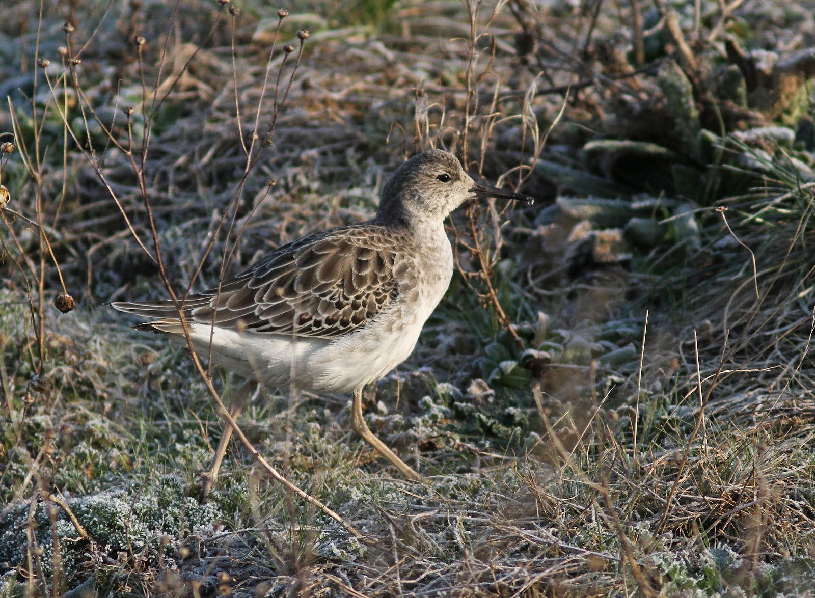 Non-Stop Birding: Ruff Weather