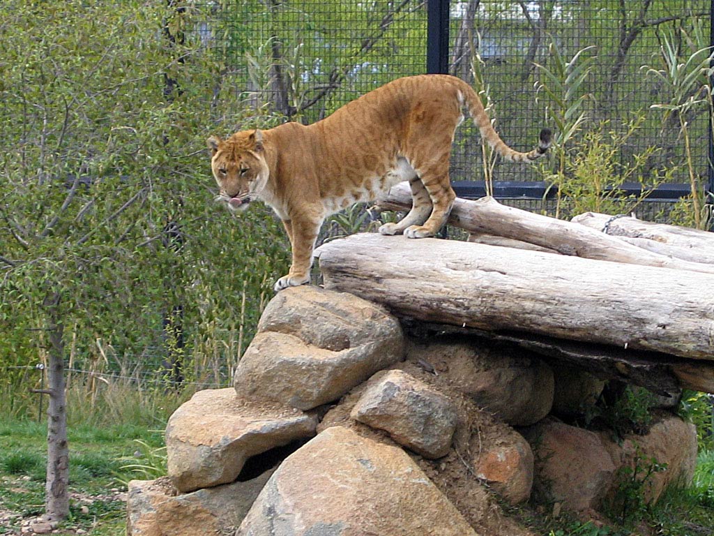 Ye India Hai: A lion a tiger? Its a Liger.