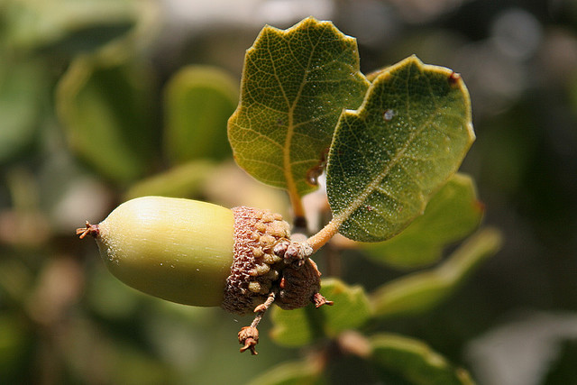 Tree Identification: Quercus douglasii - Blue Oak