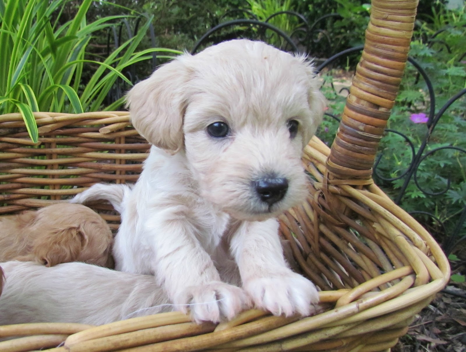 Growing Puppies - Virginia Schnoodle Breeder --Hypoallergenic Dogs: 5 ...