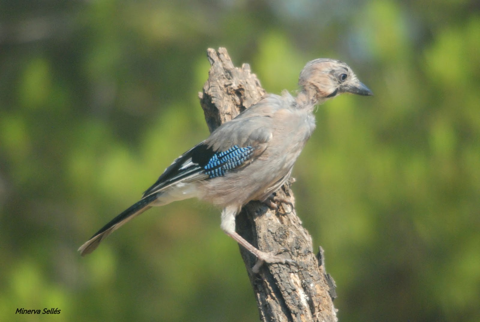 Els Sentits. Vallbona de les Monges.: EL GAIG AL BOSC