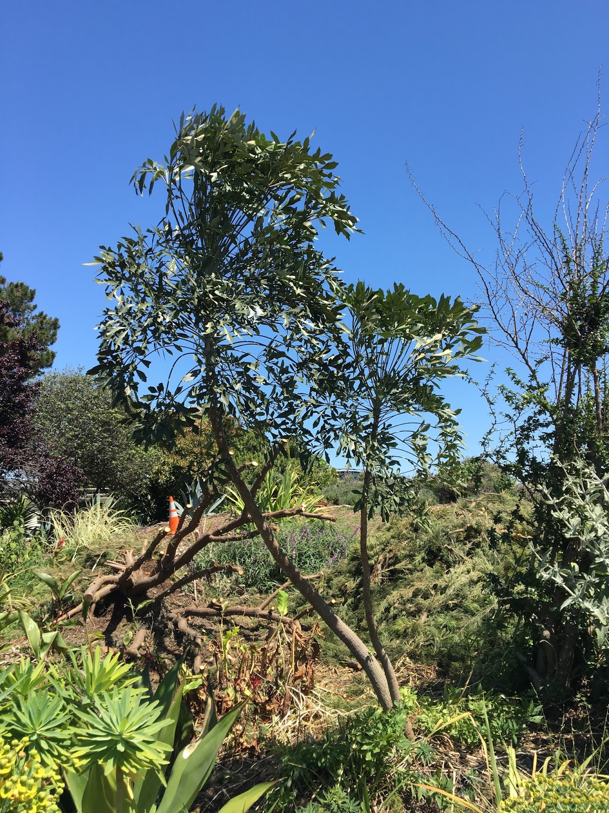 Pennsylvania Street Gardens: Plant profile: Cussonia