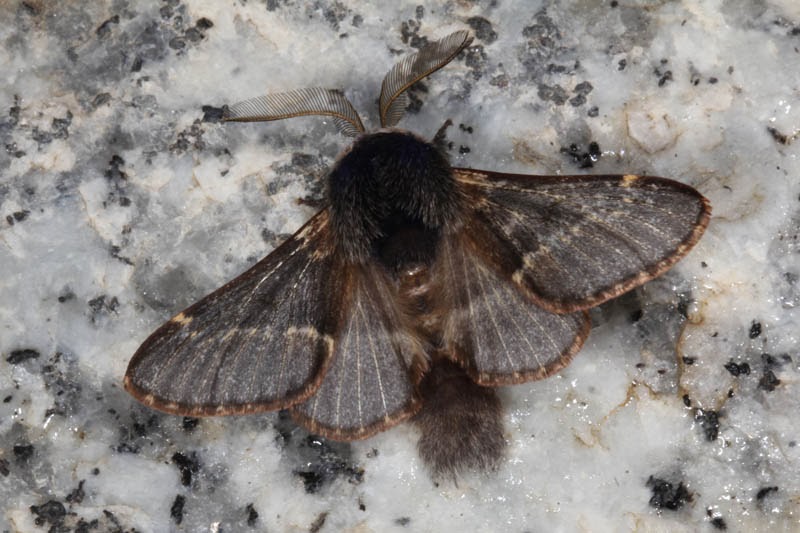Species of UK: Week 42: December Moth ('Poecilocampa populi')
