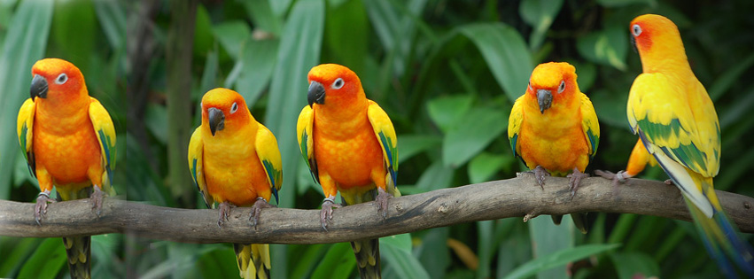 Birds Facebook Cover