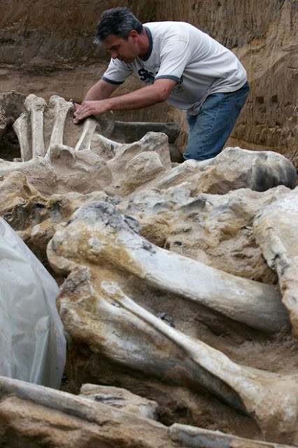 Quigley's Cabinet: Mammoth graveyard