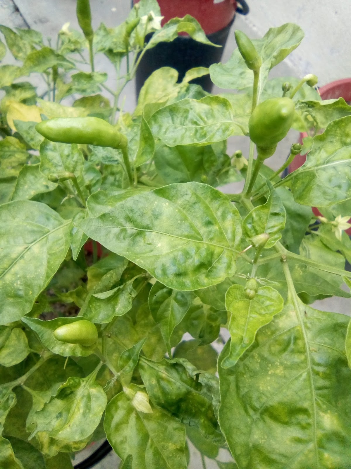 Jom Tanam Sayur ( JTS ) : Jenis-Jenis Cili Api di Kebun Tepi RumahJom ...