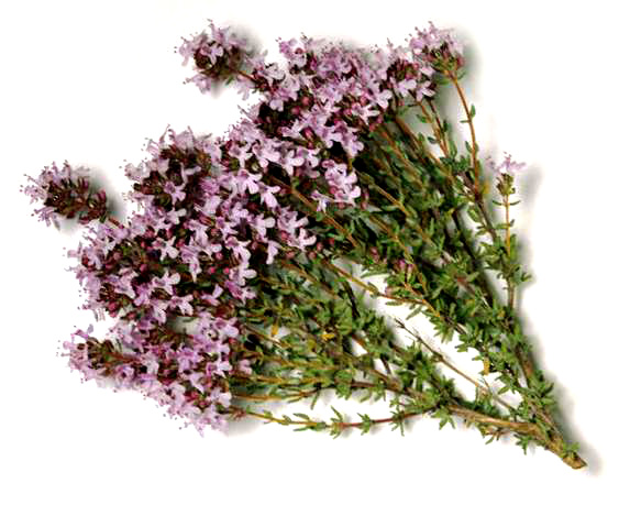 Las abuelas un mundo de sabiduria: Poder curativo del tomillo