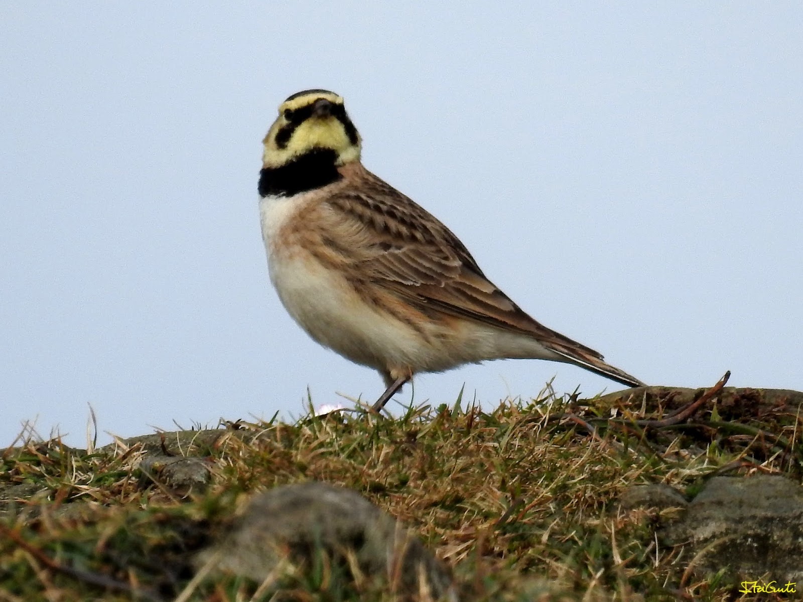 Surcando los Cielos: Alondra Cornuda Lapona (Eremophila alpestris) en ...