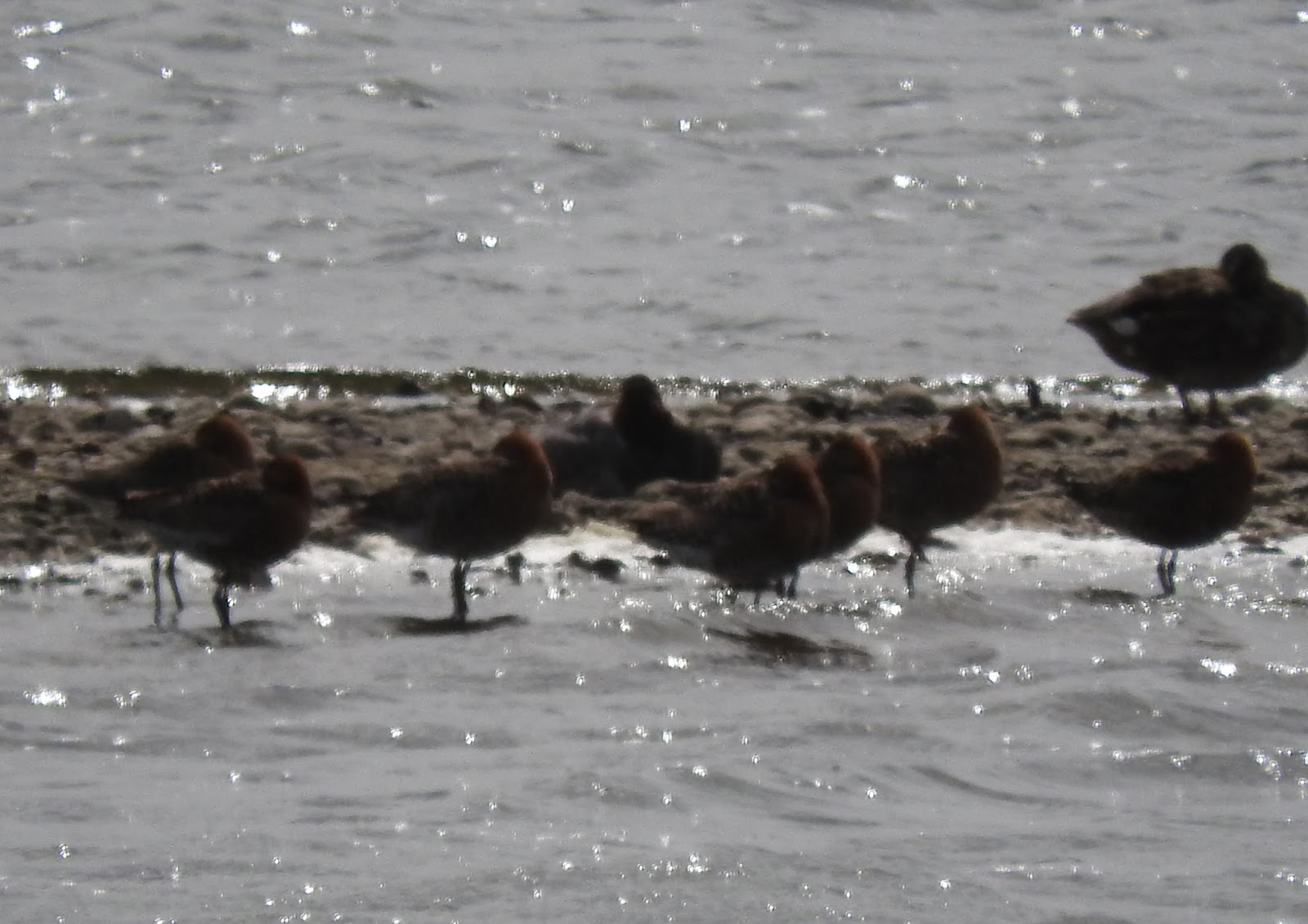 Plovers Blog: Manxies