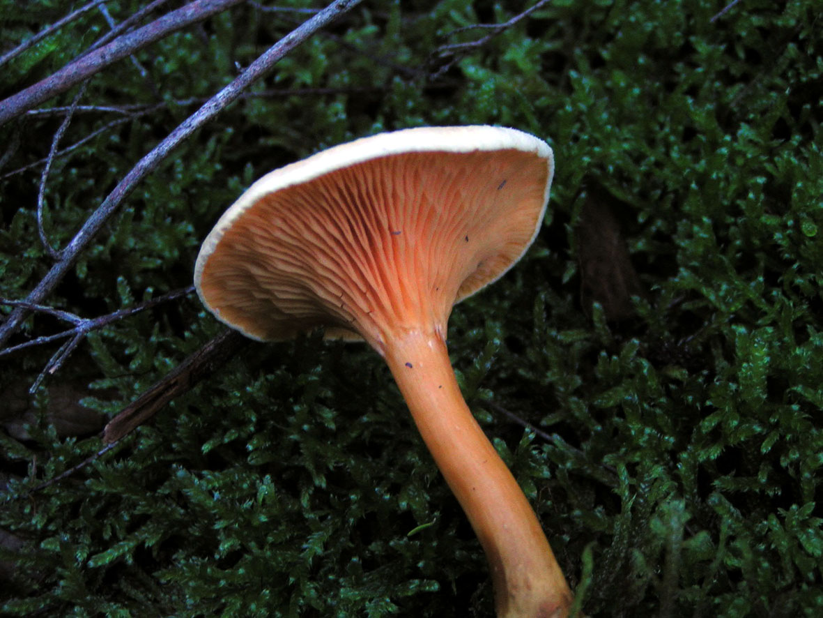 Bolets de Caldes de Malavella: Fals rossinyol