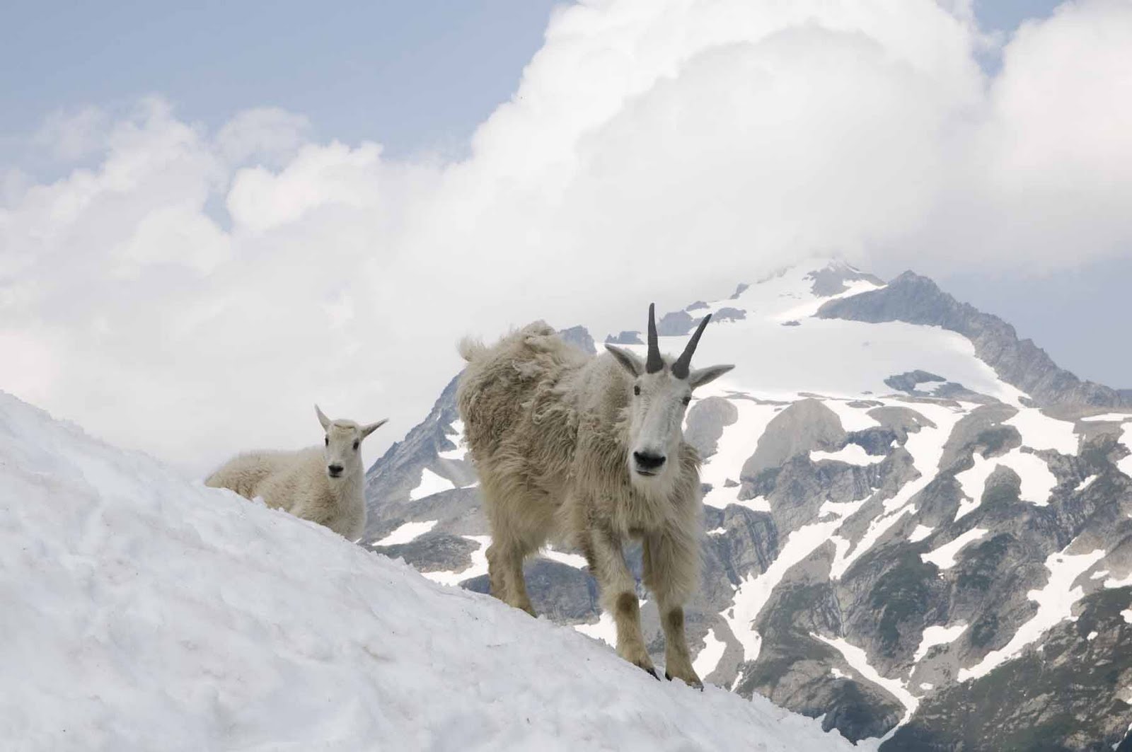 Alasdair Turner Photography: Animals and Birds of Washington's Alpine ...